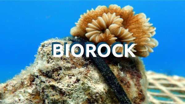 biorock (maldives) | Genially