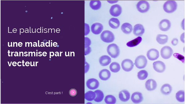 Maladie vectorielle | Genially