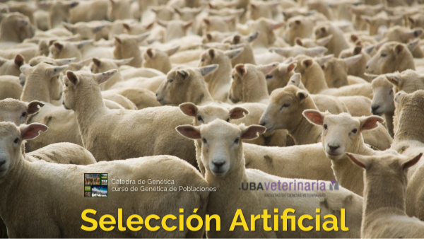 Selección | Genially