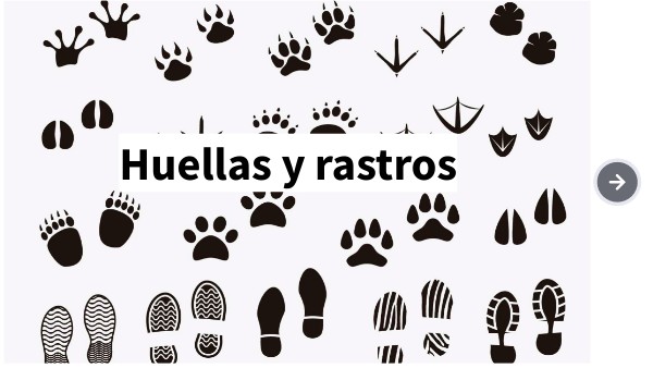 Huellas y rastros | Genially