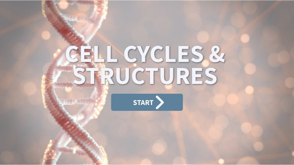 C1 Cell Cycle