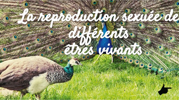 comparer la reproduction sexuée de différents animaux | Genially