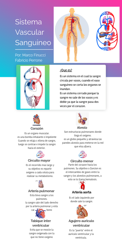 Sistema vascular sanguíneo | Genially