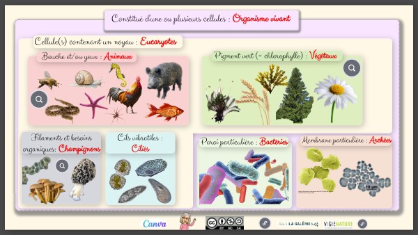 classification par groupes emboîtés