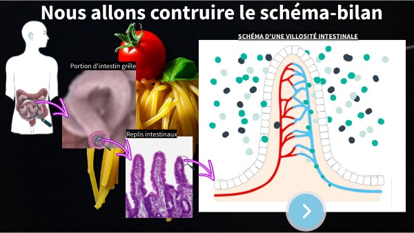 5° C3 schéma bilan digestion | Genially