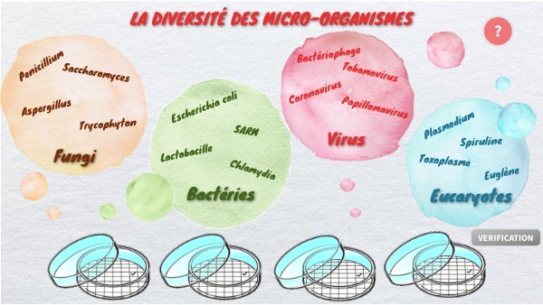 LA DIVERSITÉ DES MICRO-ORGANISMES | Genially