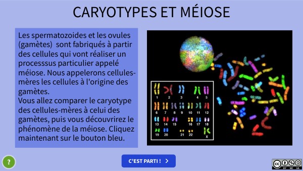 Caryotype et méiose. | Genially