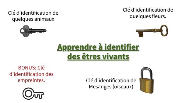 Identification training