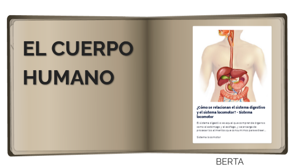 EL CUERPO HUMANO