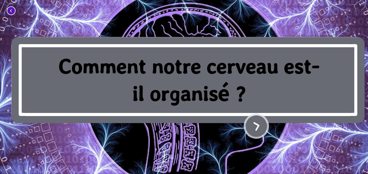 4.3 Activité - Organisation du cerveau | Genially