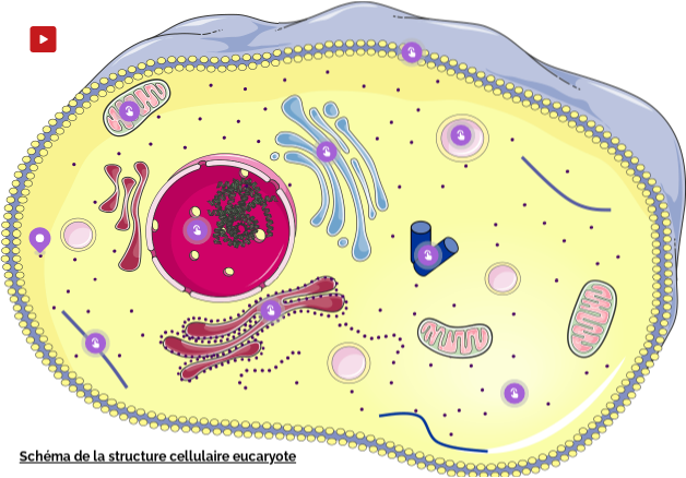 Cellule eucaryote | Genially
