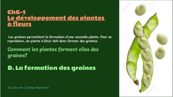 6_graines