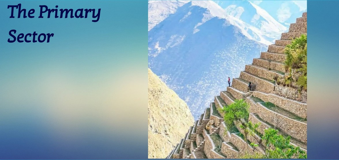 Primary sector | Genially