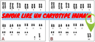 Lire_Caryotype | Genially