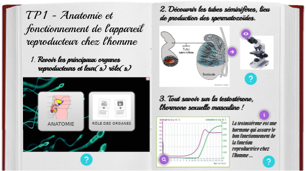 TP 1 Appareil reproducteur masculin 2nde | Genially