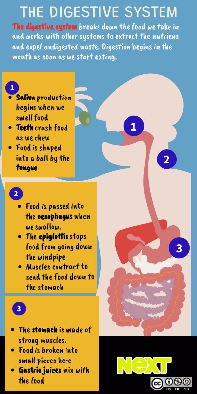 THE DIGESTIVE PROCESS | Genially