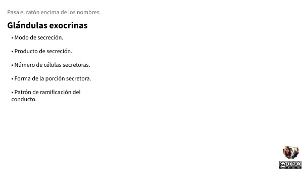 26. Tipos de glándulas exocrinas