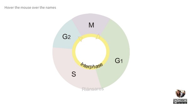 I_10. Cell Cycle