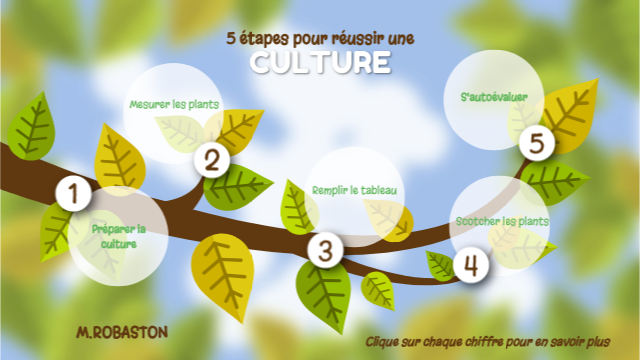 Croissance des graines | Genially