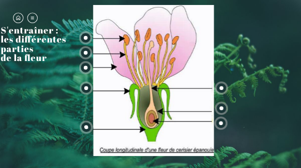 les différentes parties de la fleur
