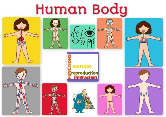 Human Body Systems | Genially