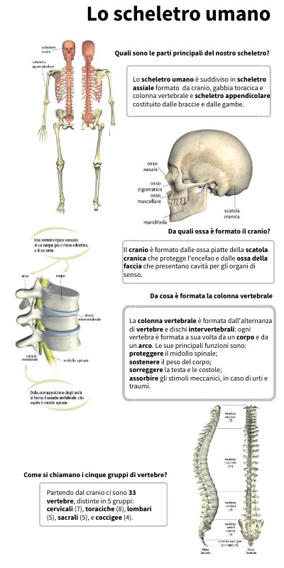 scheletro umano