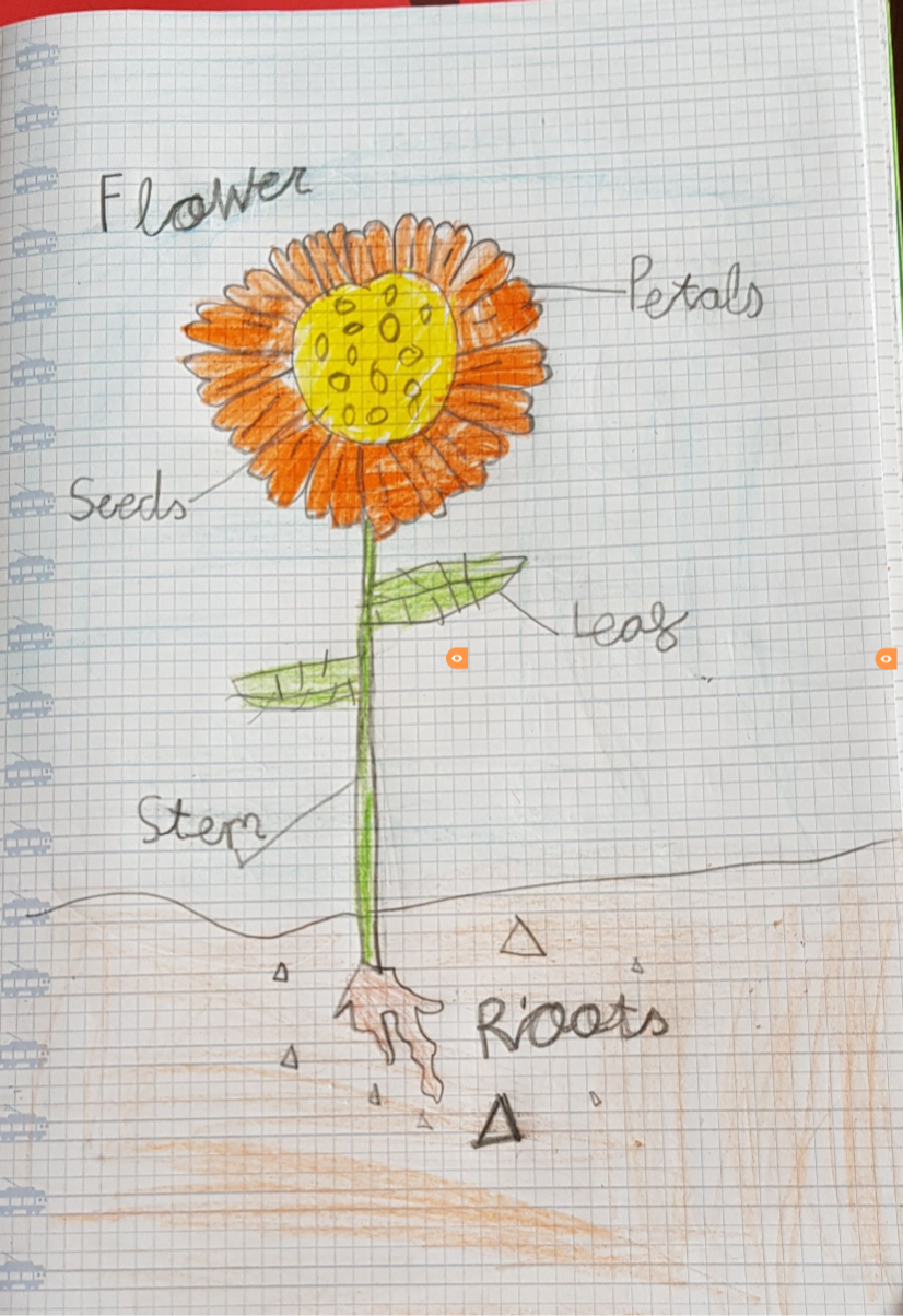 plant experiment | Genially