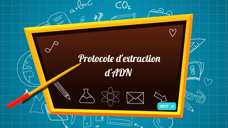 protocole ADN