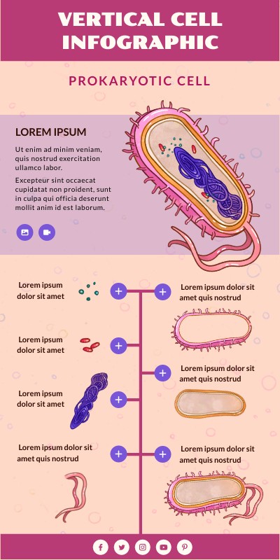 CELL VERTICAL INFO | Genially