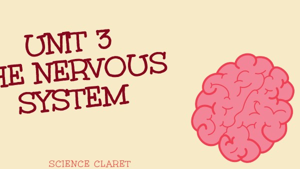 unit 3 nervous system