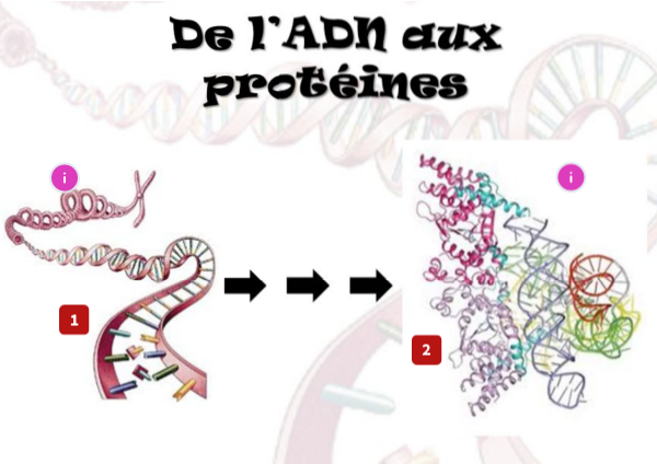 adn protéine | Genially