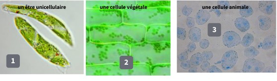 organisation cellulaire et fonction | Genially