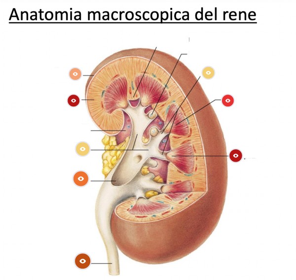 Immagine interattiva rene | Genially