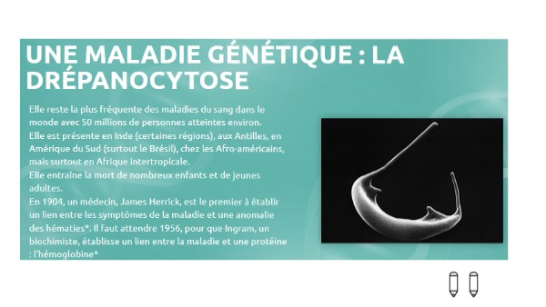 TP Drépanocytose | Genially