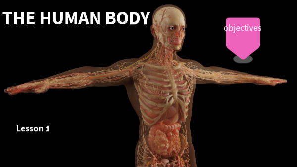 Human body parts | Genially