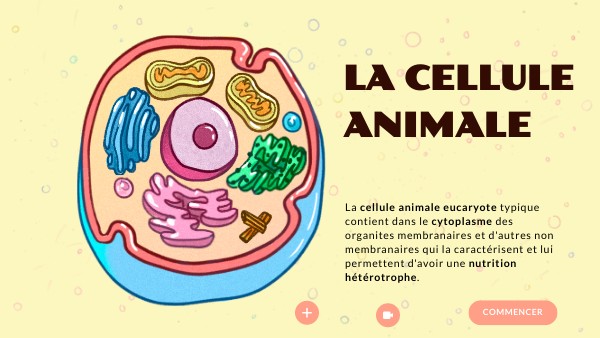 PARTIES DE LA CELLULE ANIMALE