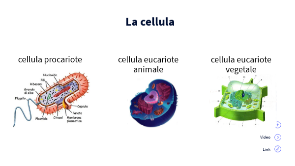 la cellula