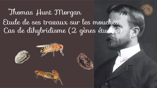Une histoire de mouches | Genially