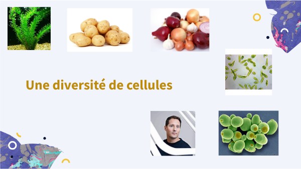 TP1 seconde cellule | Genially