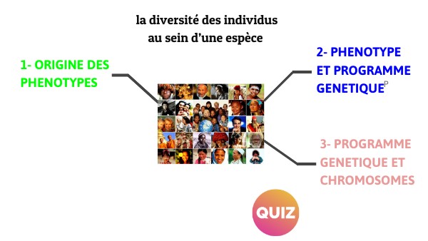révision 4ème phénotype caryotype | Genially