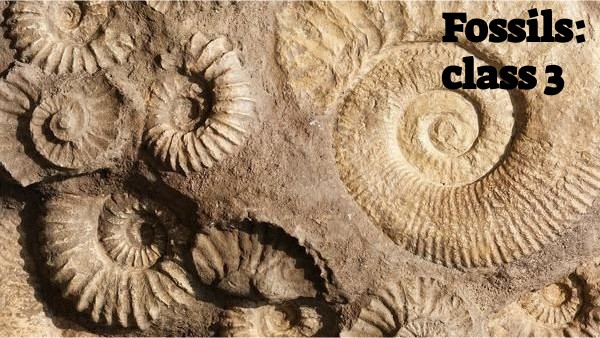 Fossils class 3
