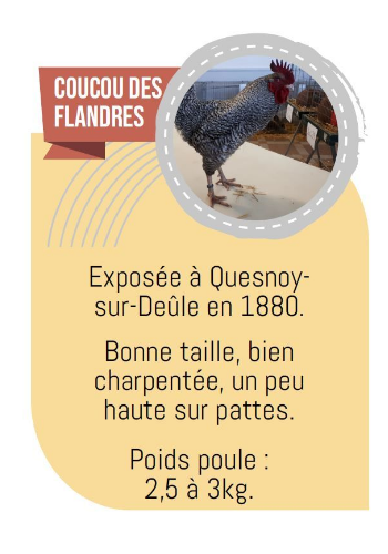 Pevele poules | Genially