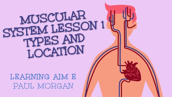 Muscular System Lesson1