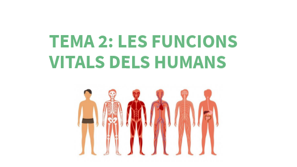 Les funcions vitals | Genially