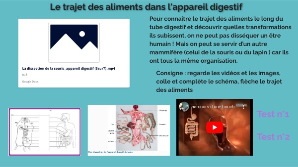 L'appareil digestif | Genially