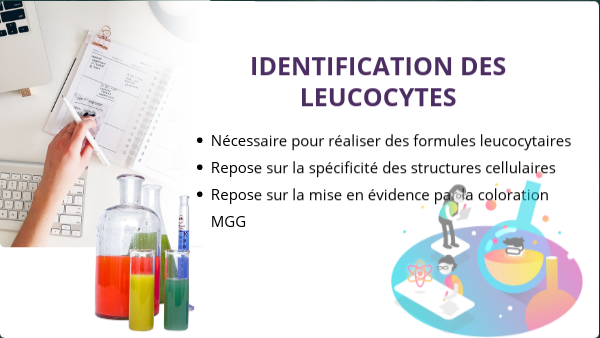 Les leucocytes | Genially