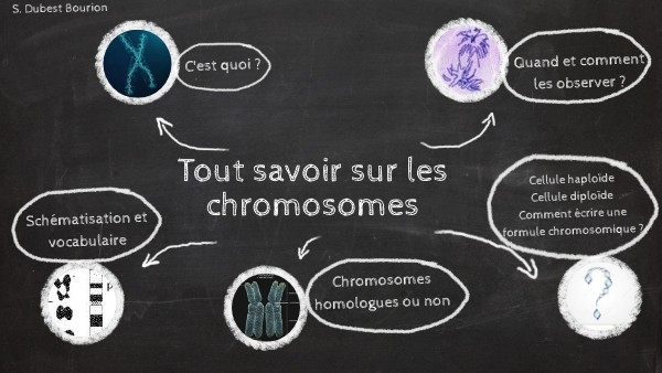 Tout sur les chromosomes | Genially