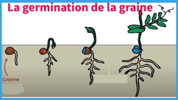 Germination de la graine | Genially