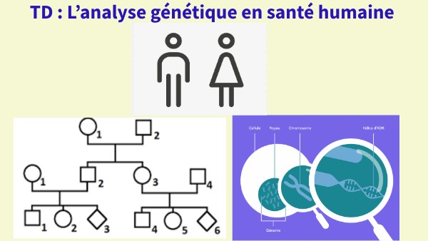 Analyses génétiques dans l'espèce humaine | Genially