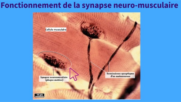Synapse neuromusculaireGenially sans titre